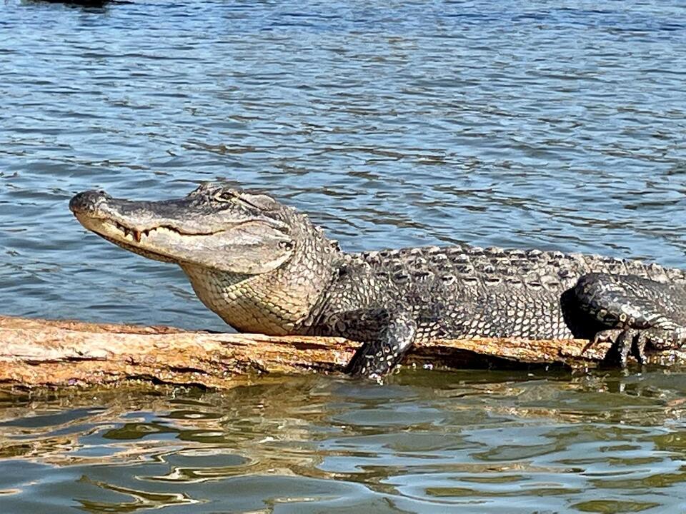 Alligators and weather: Why cold-blooded reptiles bask in the sun or ...