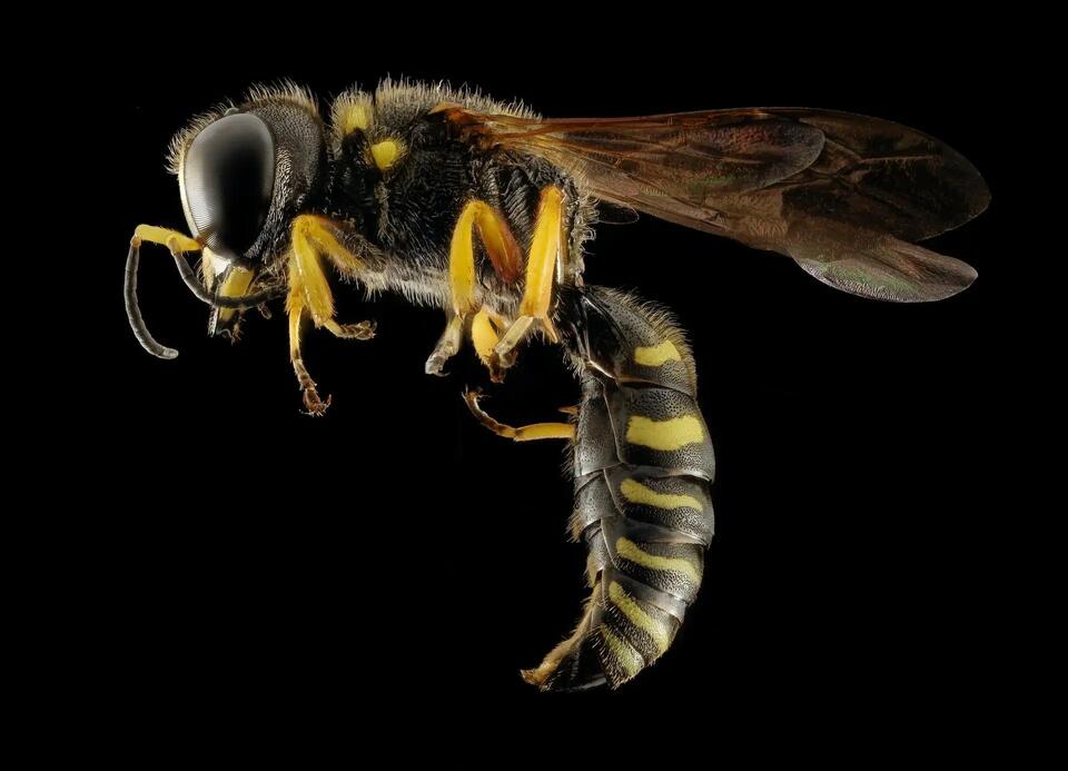Which Bees Actually Sting? The Definitive Guide to Dangerous vs ...