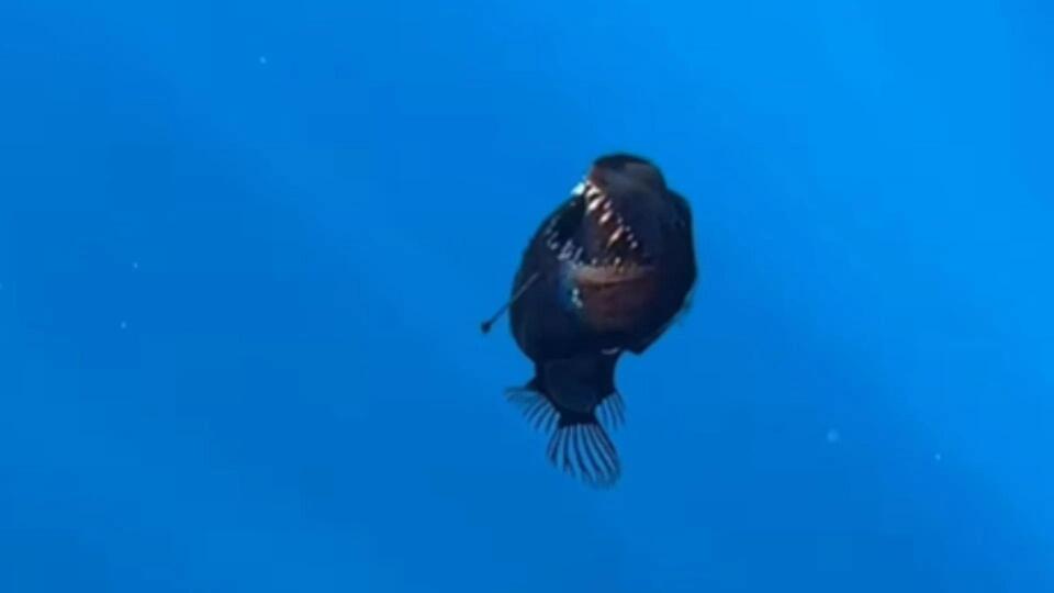 Watch: Rare deep sea angler fish spotted in broad daylight for first ...