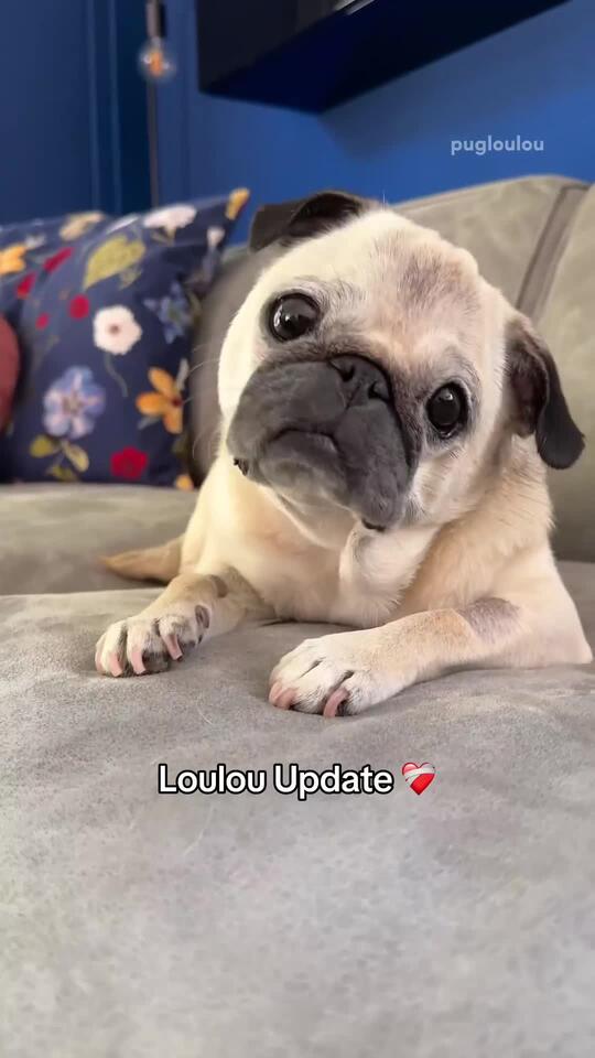 Another Loulou Health Update how is she doing NOW pug dog shortsmp4 ...