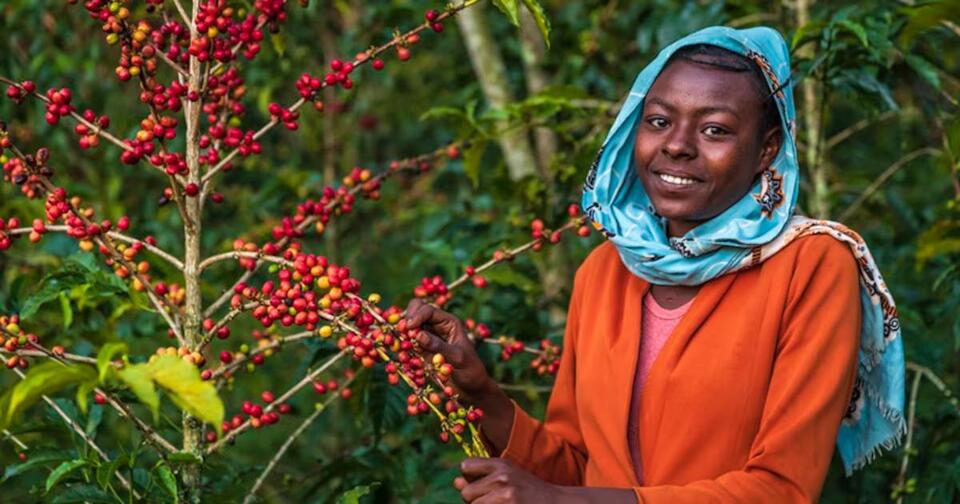 Gates Foundation-funded pilot empowers East African coffee growers to ...