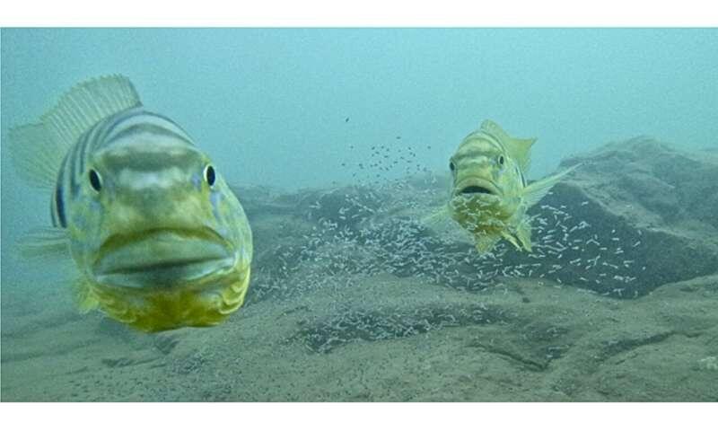 The fish species that knows when you are watching them - NewsBreak