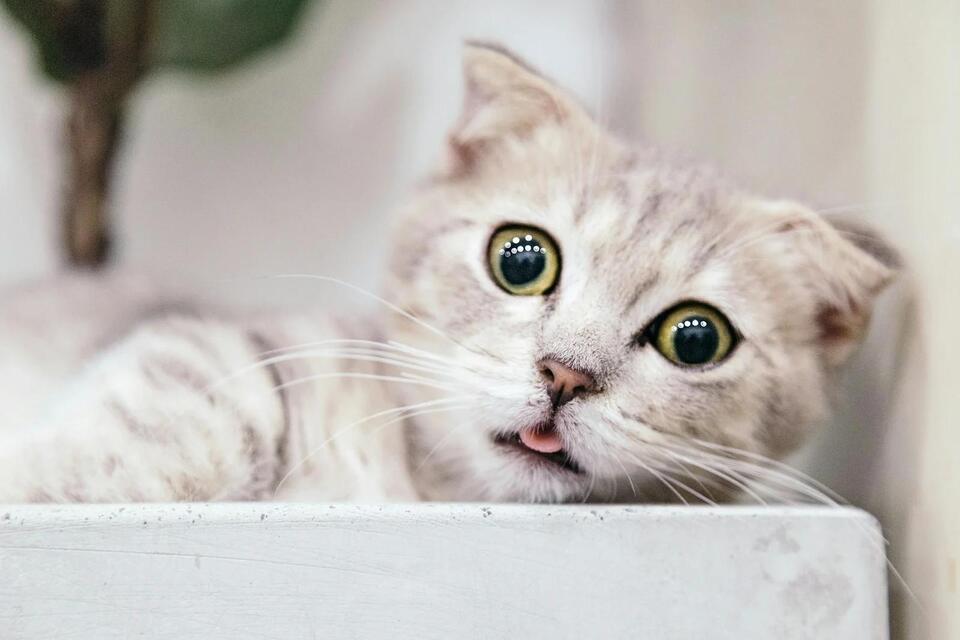 The Science of Cat Purring: Why Do Cats Purr and What Does It Mean ...