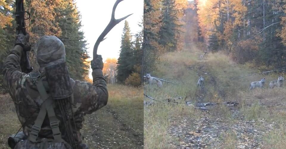 Elk Hunt Becomes A Wolf Hunt When Pack Starts Closing In On Hunters ...
