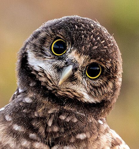Cape Coral Friends of Wildlife announce winners in Burrowing Owl Photo ...