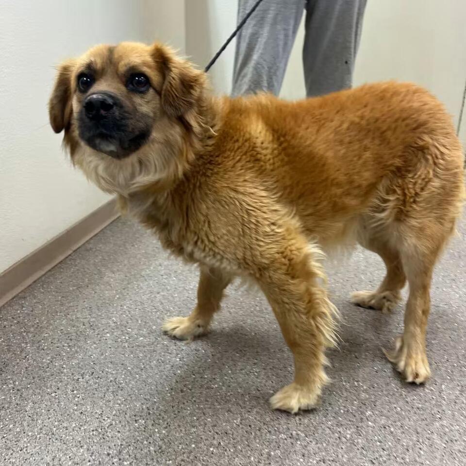 🐶 Playful & Loyal Dogs Waiting for Adoption in Fallon, NV - NewsBreak