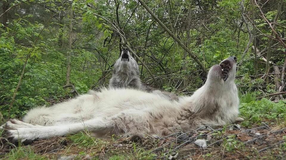 “The Funniest Wolf Howls Are Lazy Ones” Hilarious Clip Shows Sleepy ...