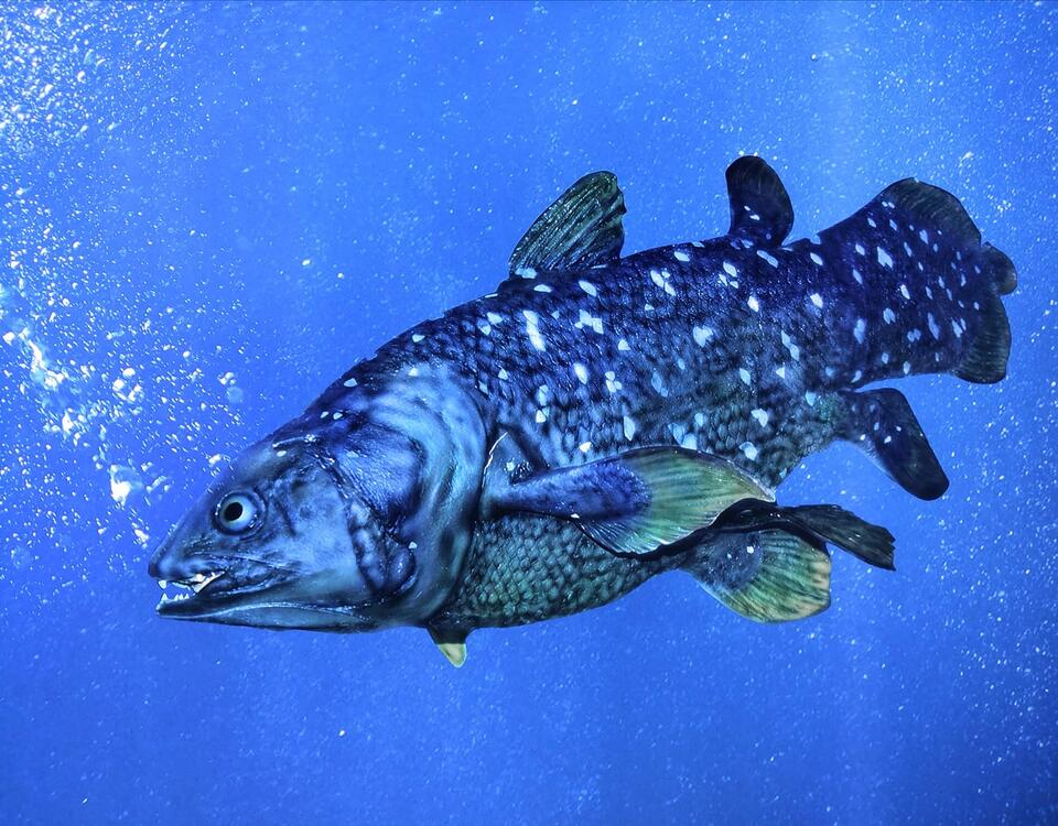 The Lazarus Effect: 8 Species Scientists Thought Were Extinct But Came ...