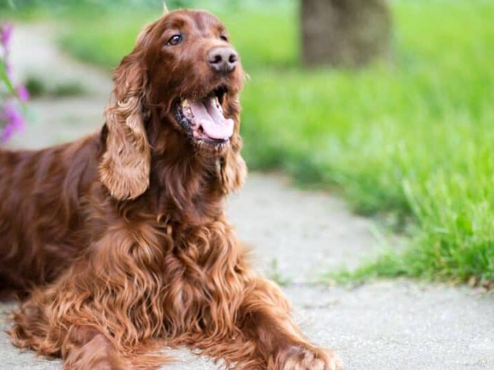 The 12 Most Popular Tall and Skinny Dog Breeds in 2024