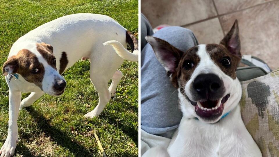 Local Rescue Shares 6-Month-Old Gentle Cuddle Bug Looking for His ...