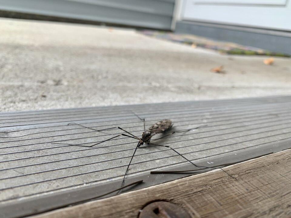 A Brief Encounter With The Fascinating Giant Crane Fly - NewsBreak