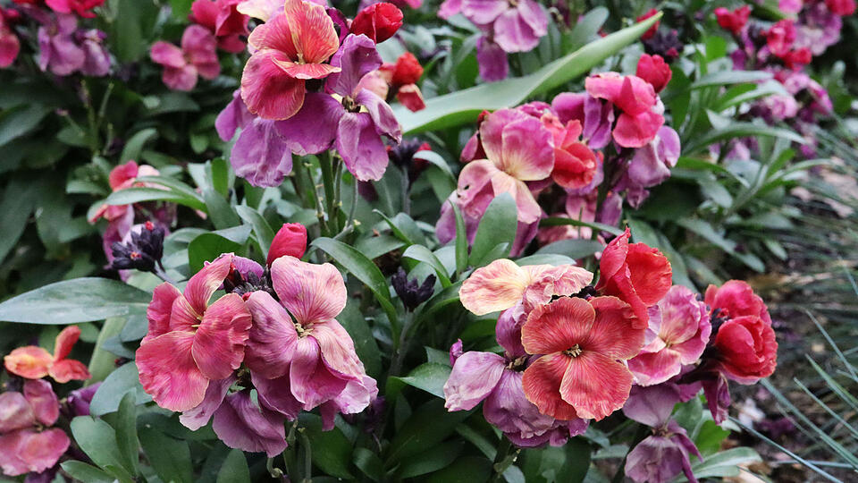 How to grow wallflowers – for a low maintenance and long-lasting hero ...