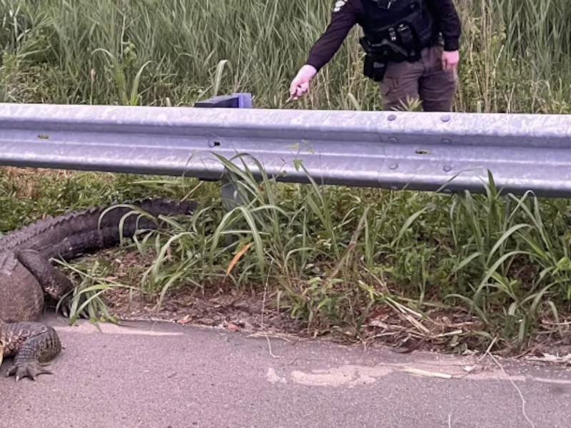 WATCH: Deputies remove large alligator from highway