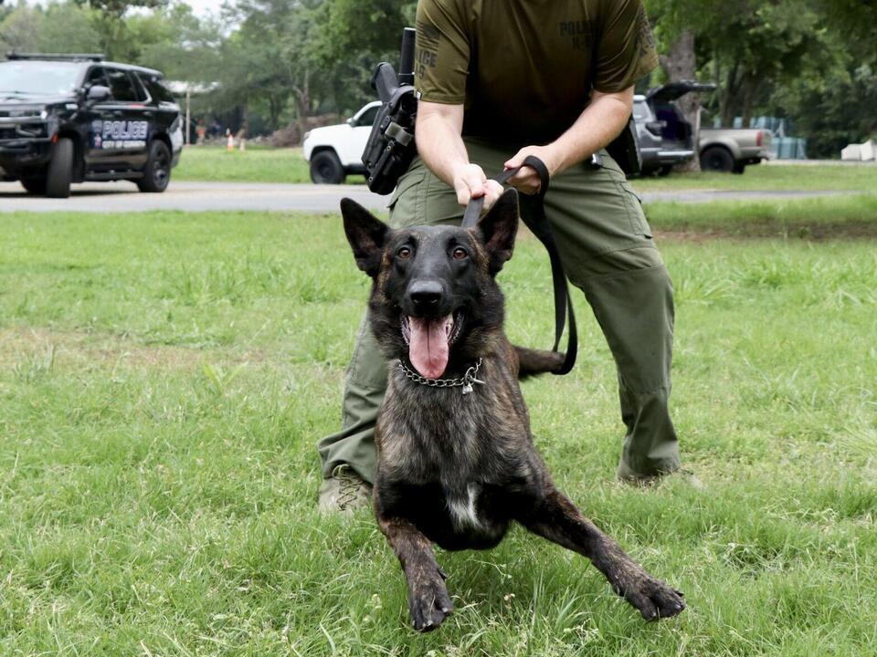 Corinth PD's new K-9 Duma arrives from South Africa ready to sniff out ...