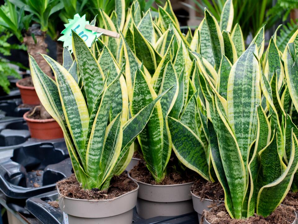 Madison County Master Gardeners, UT Gardens Jackson host plant sale in May