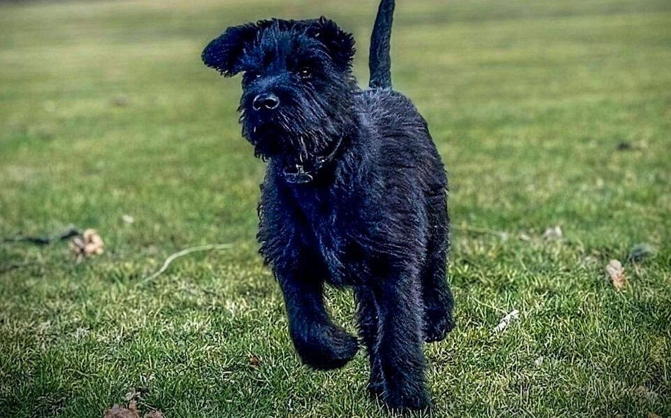 Cops unveil first ever Giant Schnauzer police dog - NewsBreak
