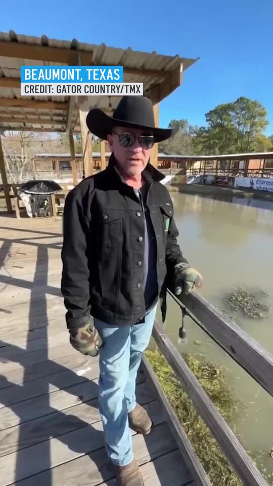 Heres how alligators survive bitterly cold weather in Texas Brumation ...