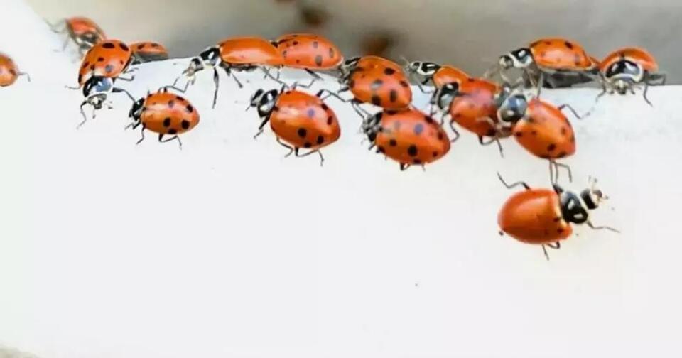 The Ladybugs Are Back: Why You Shouldn’t Kill ‘Em - NewsBreak