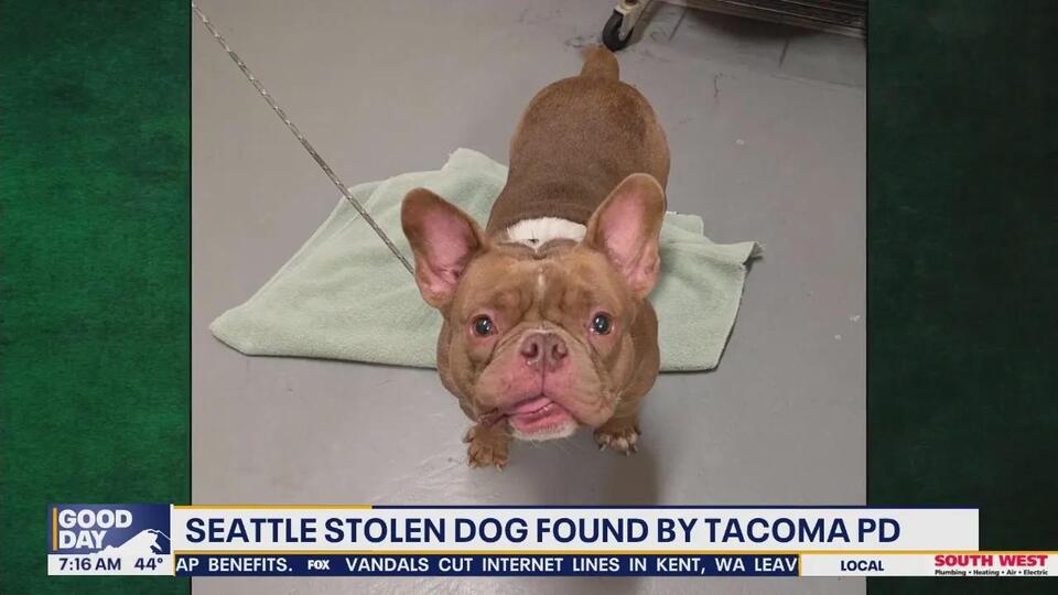 Stolen micro bully dog ‘Buddy’ found after months missing, reunited ...