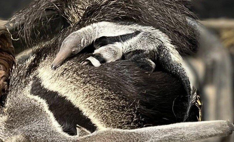Keystone Safari welcomes tiny, new resident: a giant anteater pup ...