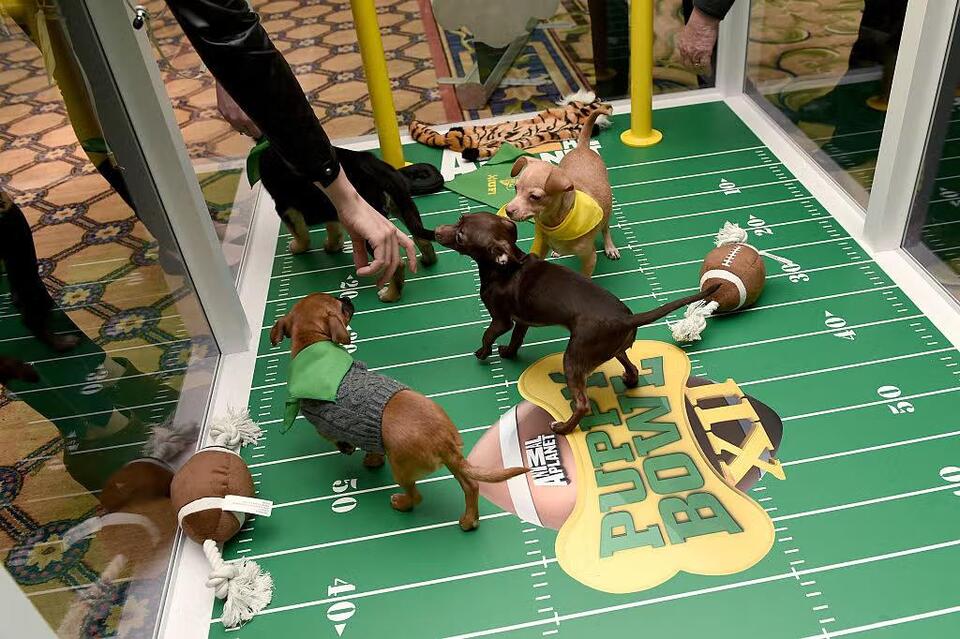 Puppy Bowl 2026 Is Ready And Meet The 2 adorable Doggy Players From N.J ...