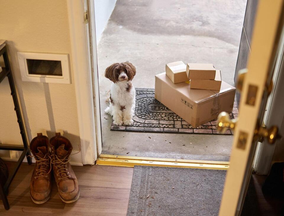Dog Owner Says Rachael Ray Nutrish Meal Was Followed by Seizures ...