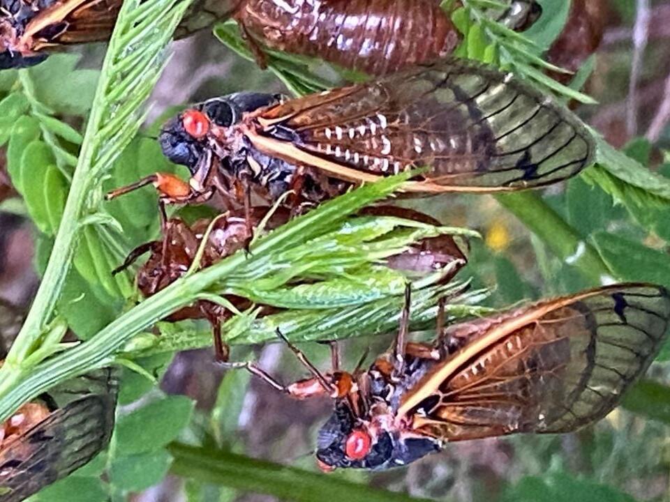 What’s the buzz? Millions of cicadas emerging across Alabama