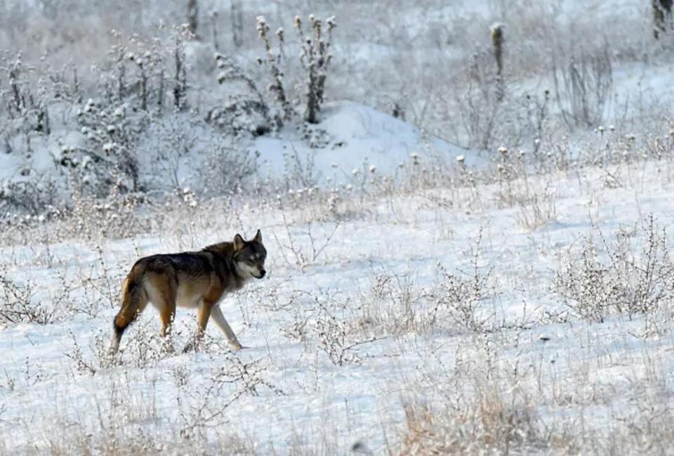 New York State Comments On The Wolf Population - NewsBreak