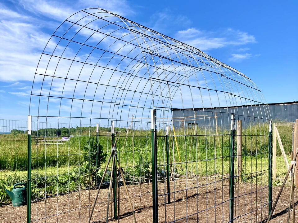 How To Build A Cattle Panel Trellis – Elevate Your Veggie Garden With A ...