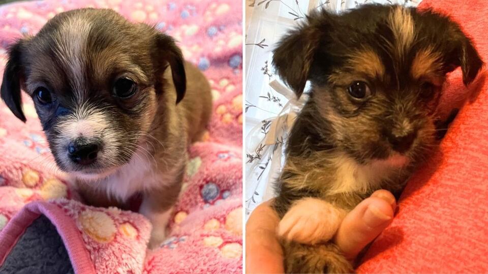 Meet Peanut Precious: The 2.25lb Chihuahua and Yorkie Mix Puppy ...