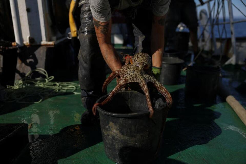 Growing appetite for octopus threatens future of iconic dish - NewsBreak