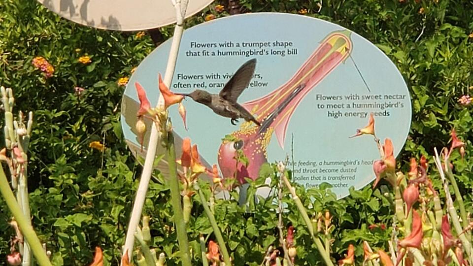 Hummingbirds Spotted in Mid Georgia: Migration Moving North - NewsBreak