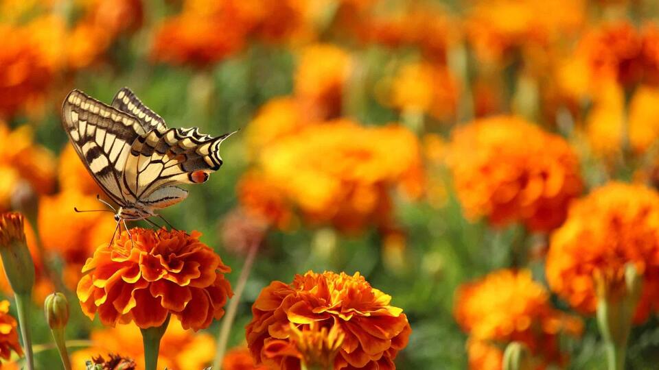 27 Beautiful Flowers That Symbolize and Represent Protection - NewsBreak