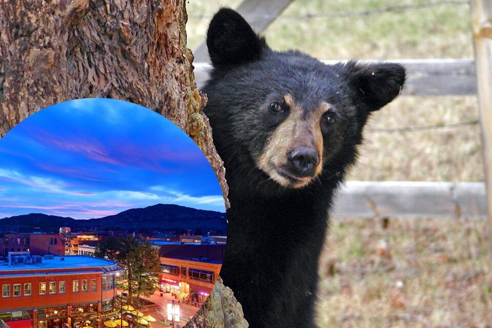 Colorado Man Attacked by Bear While Walking Dogs in Boulder - NewsBreak