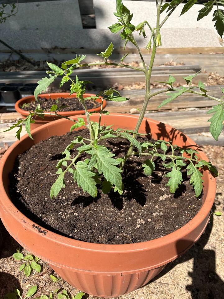 Garden Talk: Top tomato planting tips, including should you prune ...
