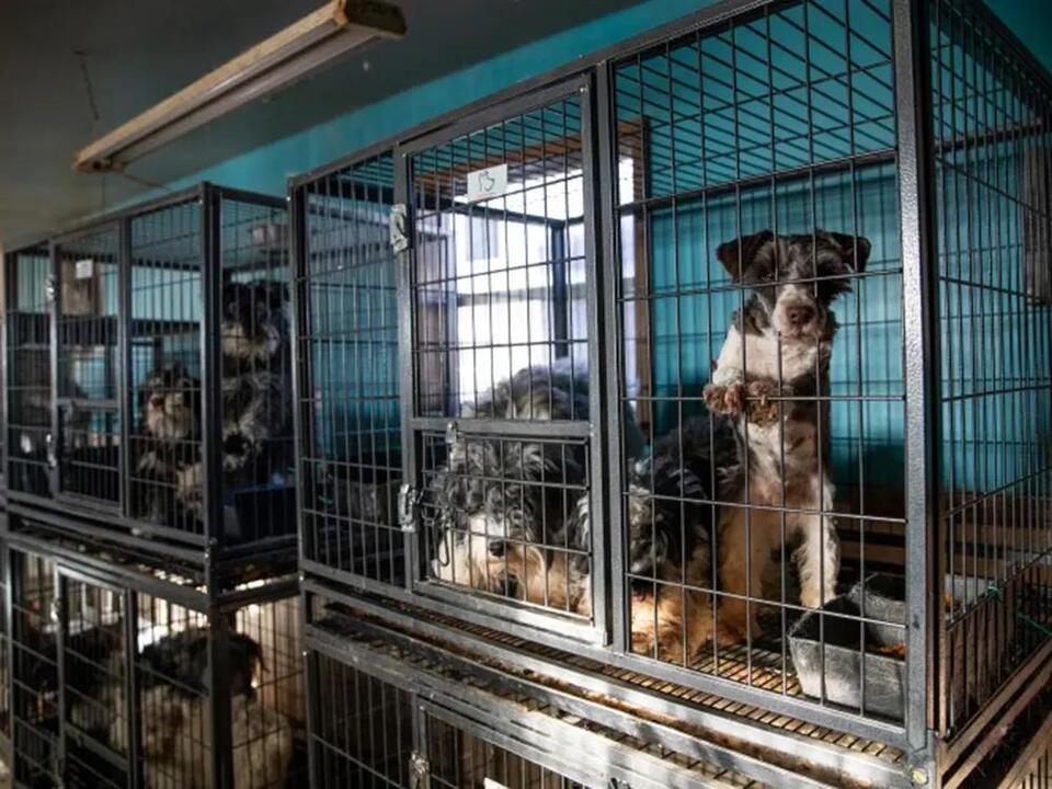 Over 170 Dogs Were Rescued From a Suspected Puppy Mill in North Carolina
