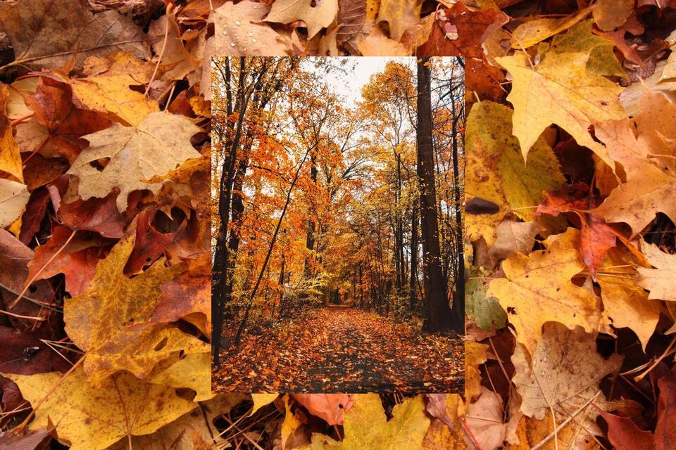 Sioux Falls Opens Leaf Drop-off Sites Just In Time For Fall - NewsBreak