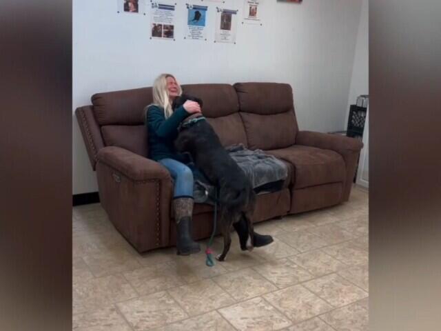 Lost dog reunites with family after 4 years thanks to social media ...