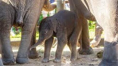 The Houston Zoo says its loveable, 5-week-old baby elephant has quickly ...