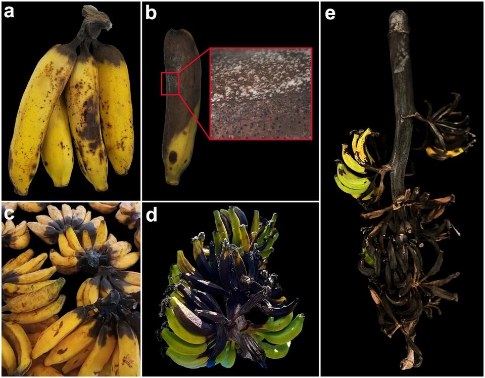 Diversity and pathogenicity of Lasiodiplodia species associated with ...