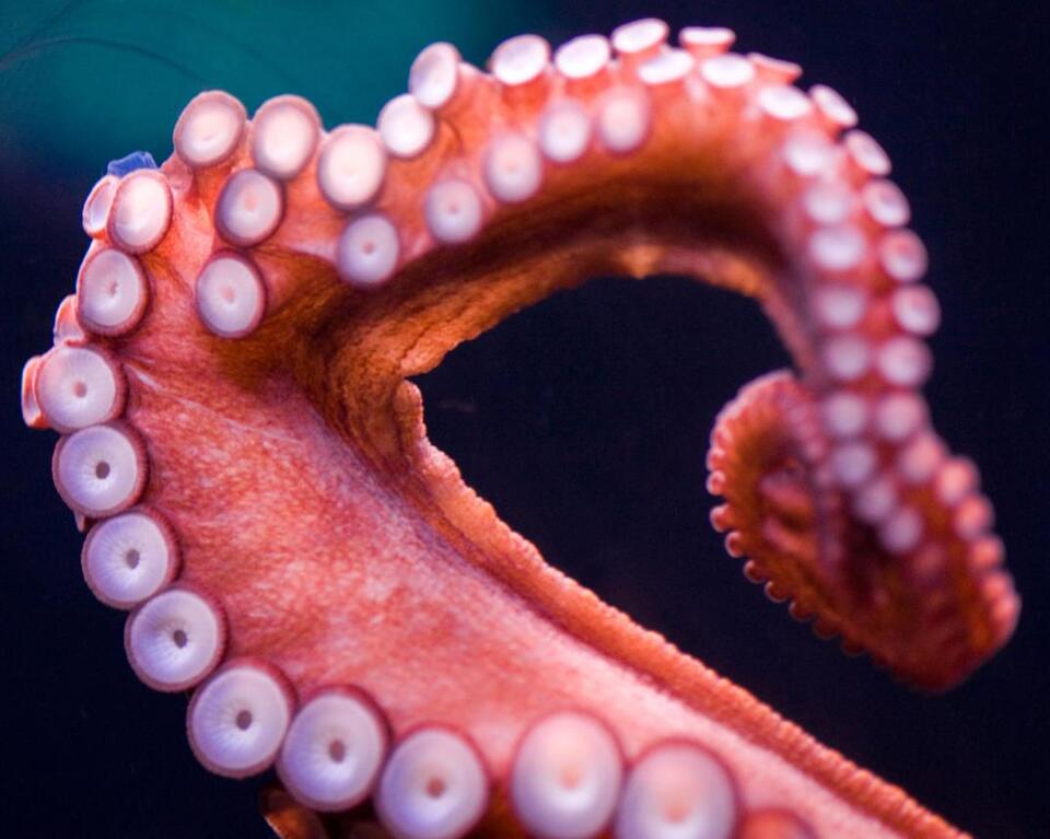 Octopuses prefer to use different arms for different tasks, scientists ...
