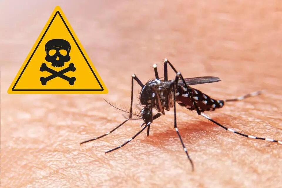 New Jersey is Home to the World’s Most Dangerous Insect - NewsBreak