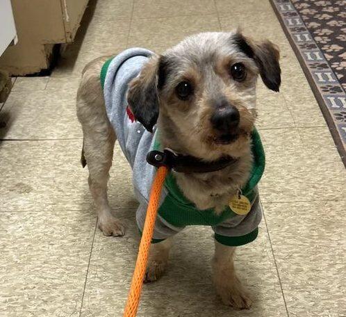 Paw Prints: Meet Goumba, Buffy, Macho, Mr. Dreamy and Candied Yams ...