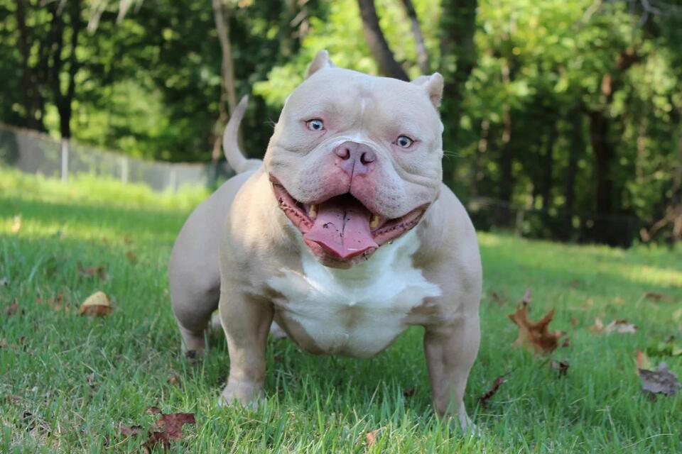 What Breeds Make a Pocket Bully? Origins, Traits & Lineage Explained ...