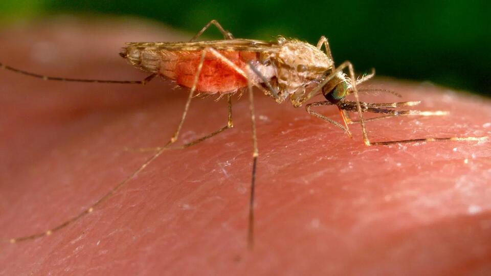 Georgetown County approved to use new eco-friendly mosquito spray ...