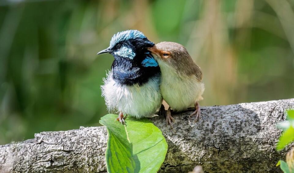 Birds express their personalities through song - NewsBreak