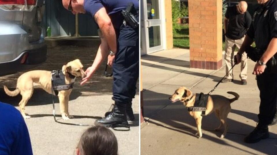 Sandwich Police Department Mourns Beloved K9 Koda After Years of ...