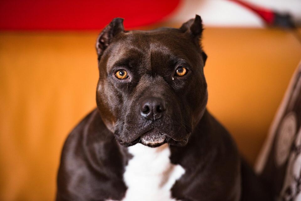 Two Dogs Attack Intruder — Then Face Euthanasia After Lawsuit Sparks ...
