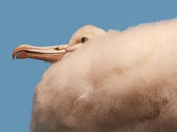 Acid Baths And Bacterial Egg Painting: How Birds Ran With Their ...