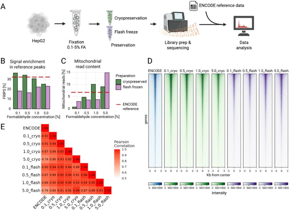 Enhancing single-cell ATAC sequencing with formaldehyde fixation ...